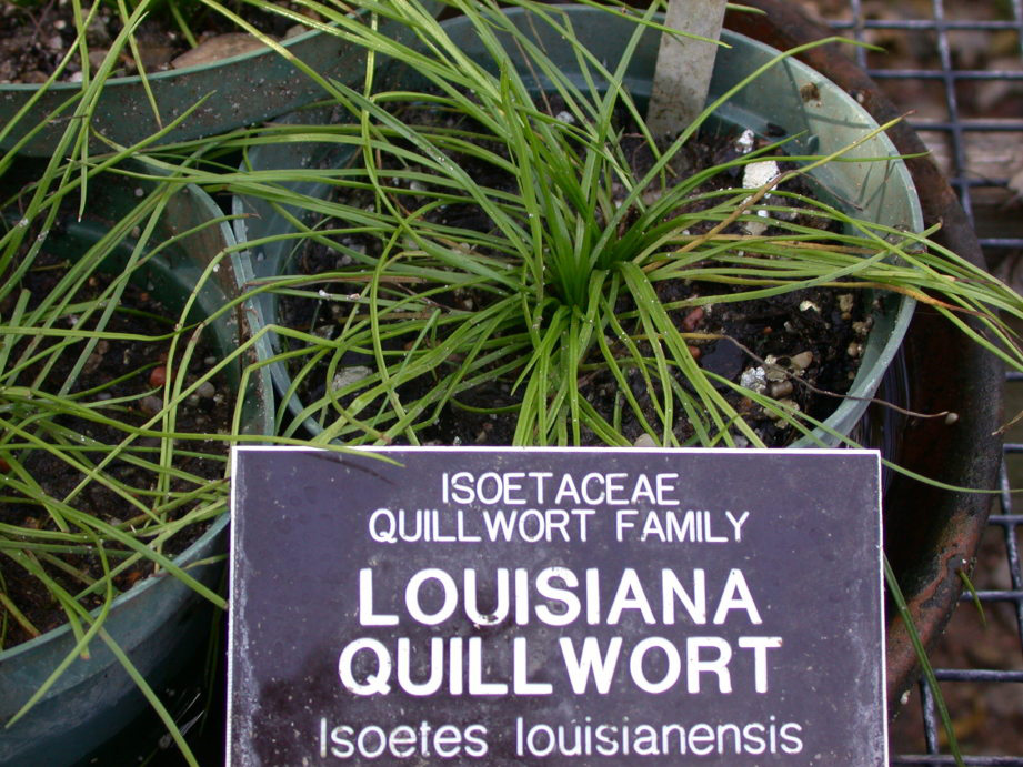 Potted plants growing in a greenhouse. Photo Credit: Suzzanne Chapman