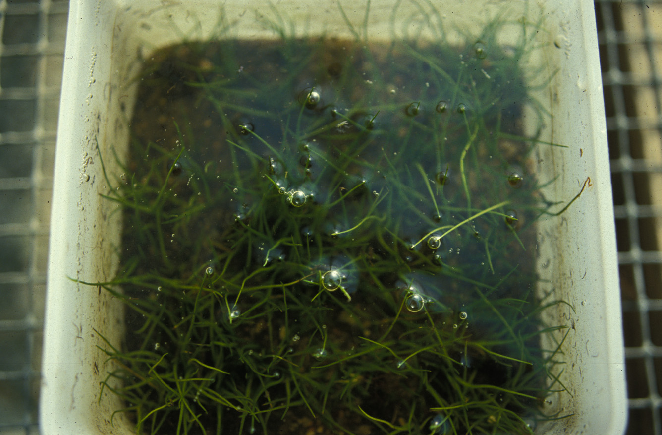 This picture shows the black-spored quillwort. Photo Credit: Frank R ...
