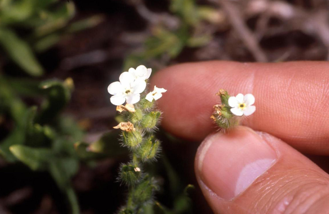 Plagiobothrys hirtus var. hirtus's delicate white and yellow flowers ...