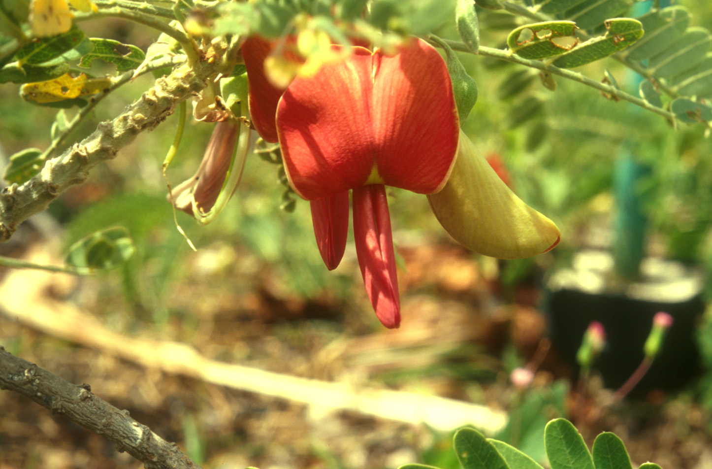 Closeup of scarlet flower. Note the contrasting color of the bud. Photo ...
