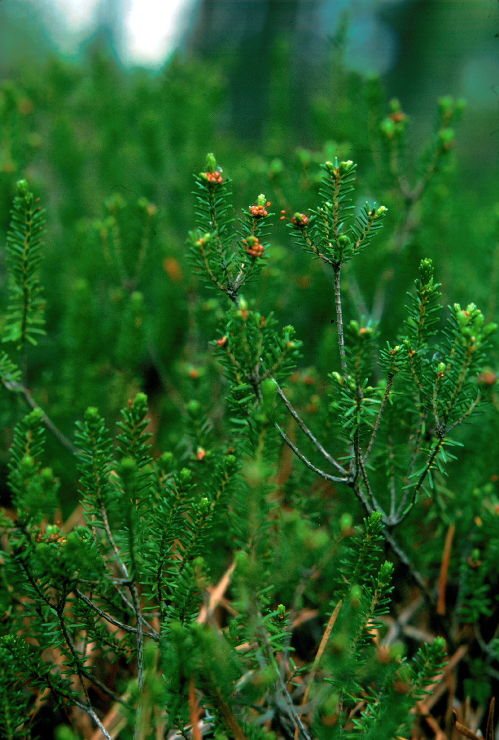 A view of this evergreen shrub in fruit. Photo Credit: Jean Baxter