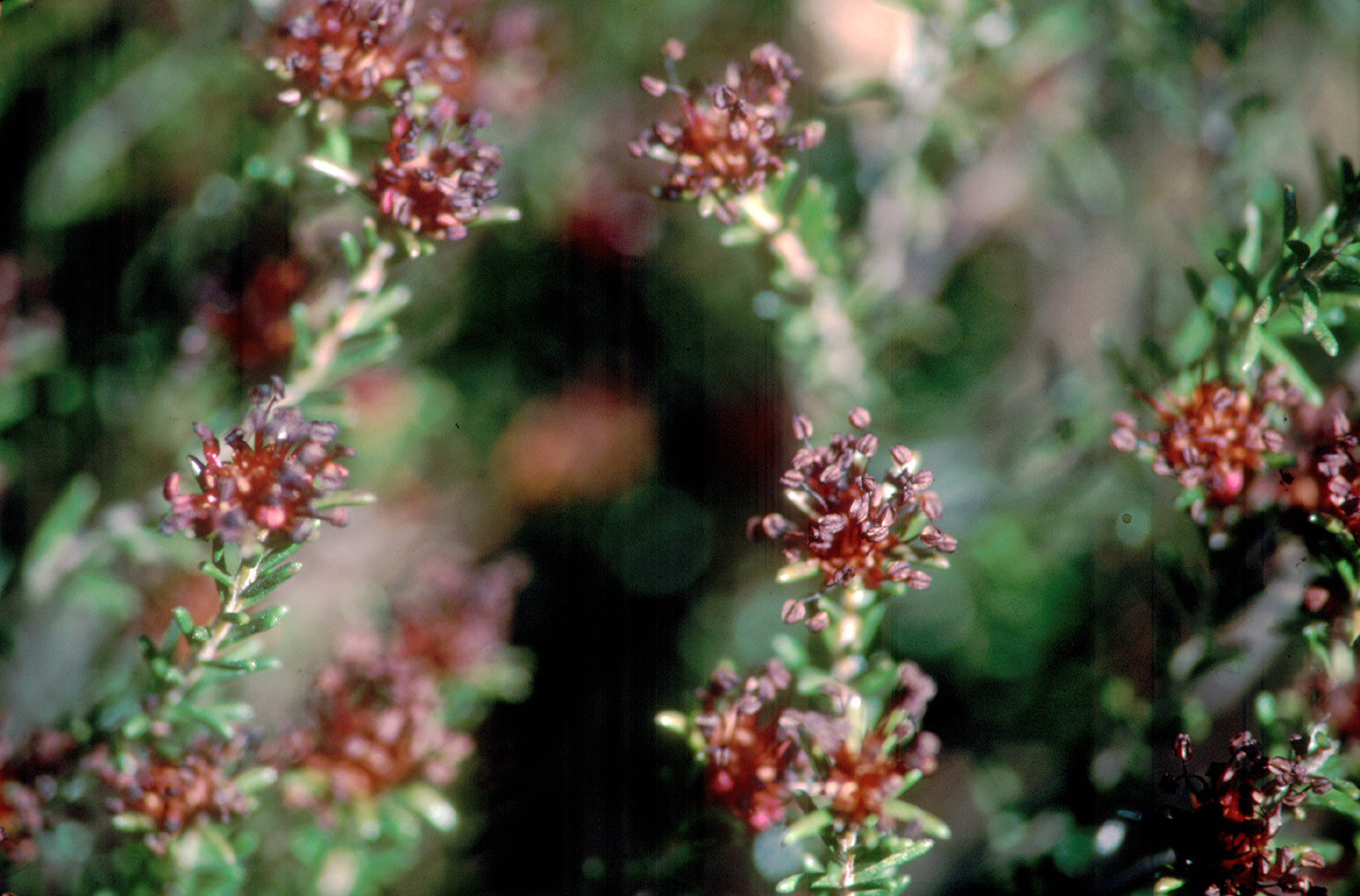 A view of this evergreen shrub in flower (purple flowers). Photo Credit ...