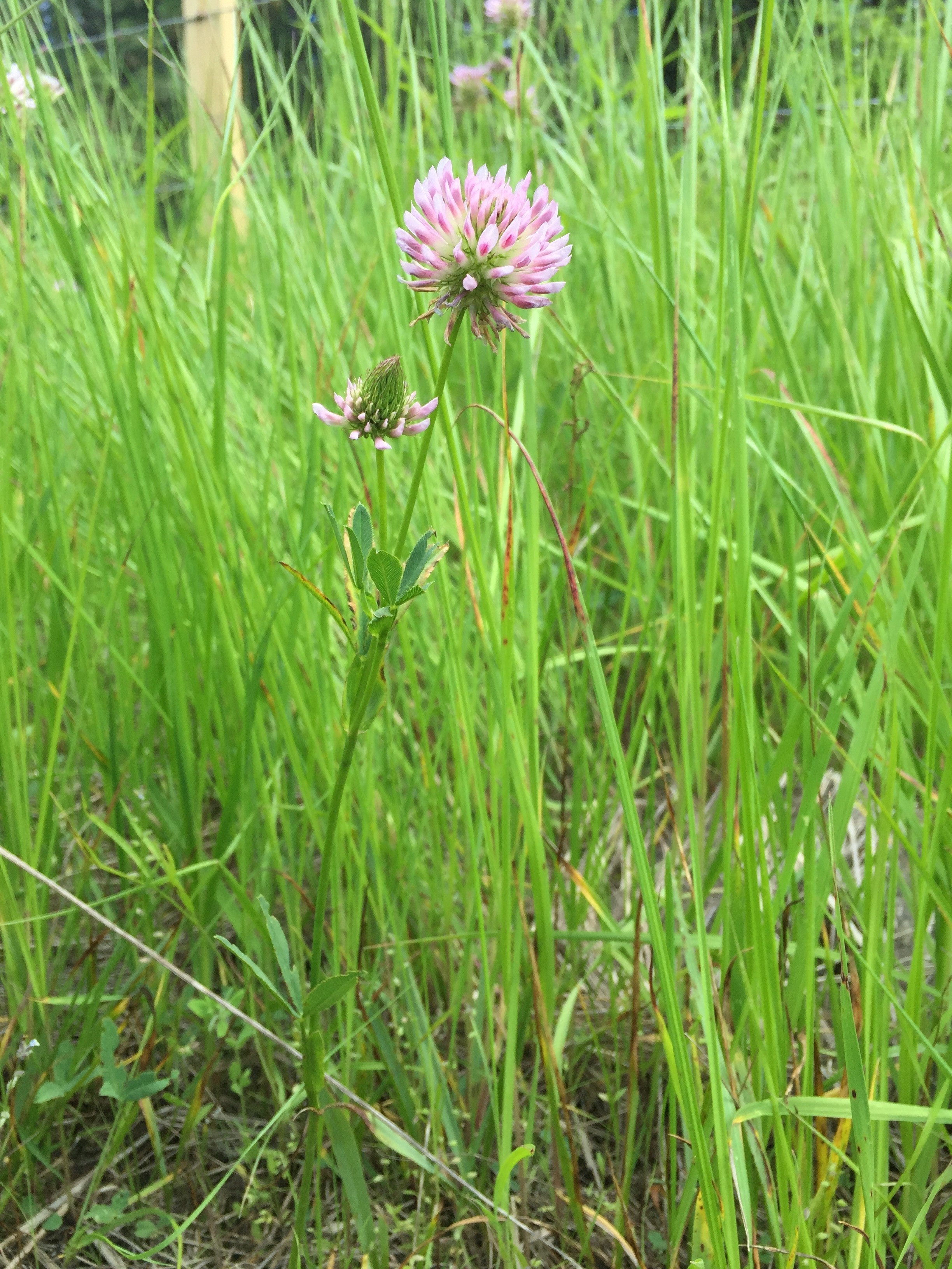 Photo Credit: Wendy Gibble